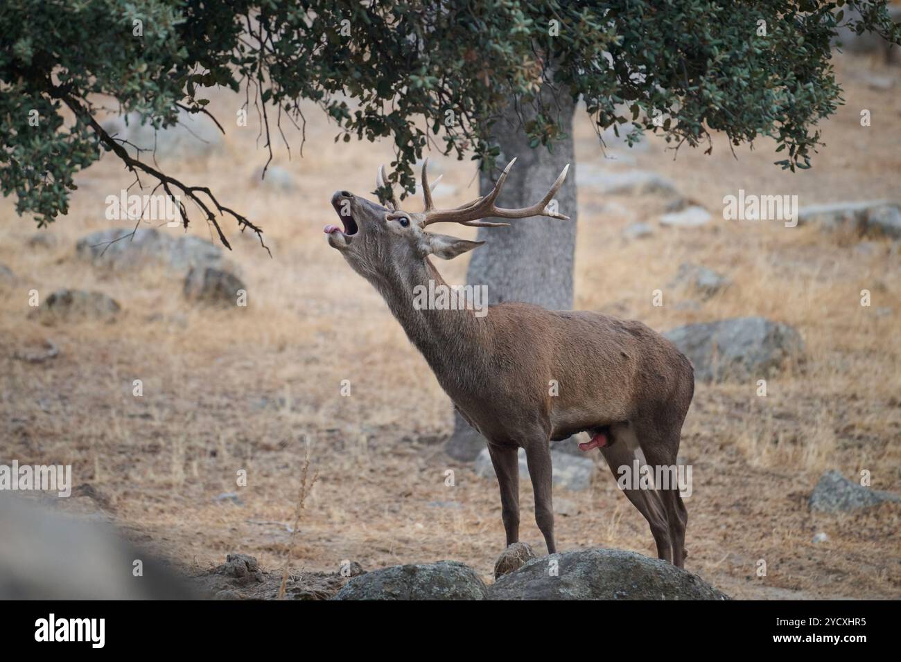 A majestic red deer is captured mid-bellow beneath an oak tree in the ...