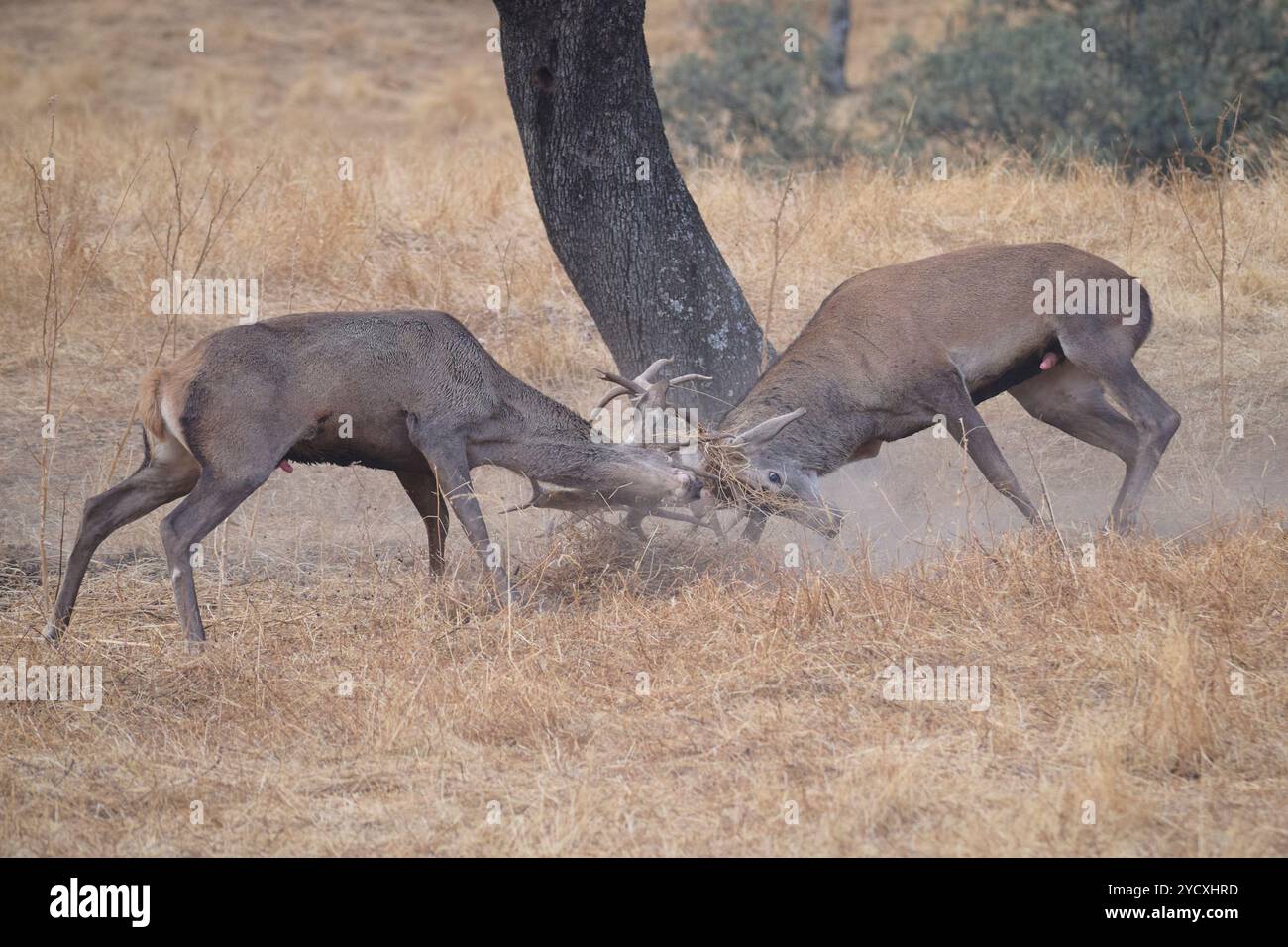 Antler clash hi-res stock photography and images - Alamy