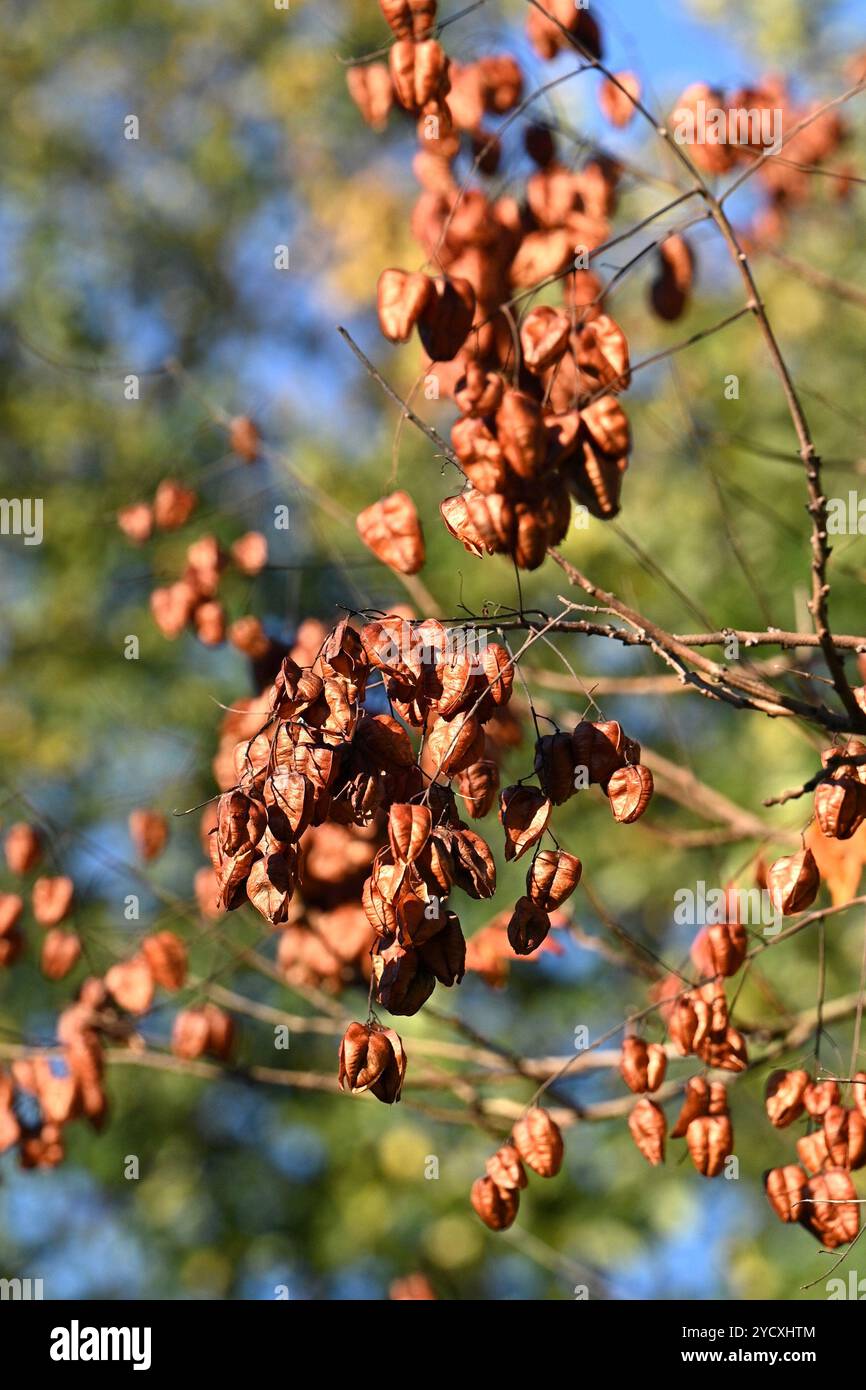 Brighton UK - Autumn sunshine and views around Pavilion Gardens ...