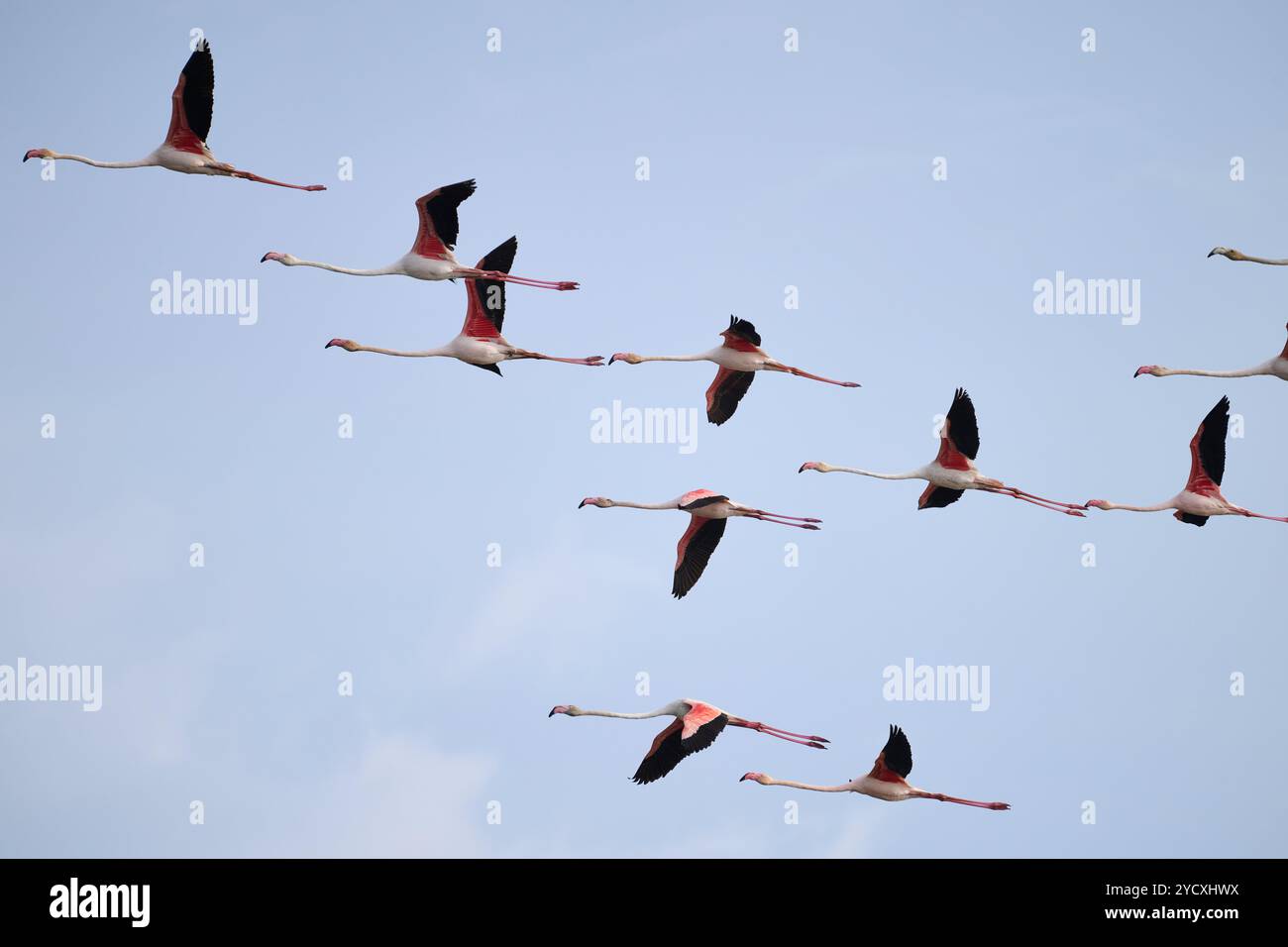 A graceful flock of flamingos glides across the sky in Delta del Ebro ...