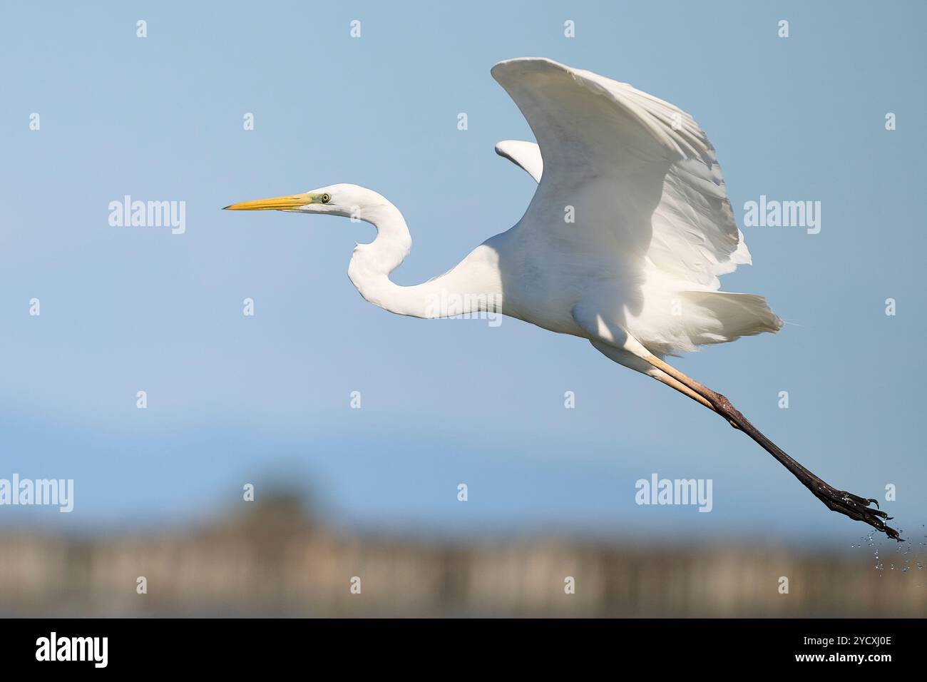 The image shows a white heron in flight, soaring gracefully over a calm ...