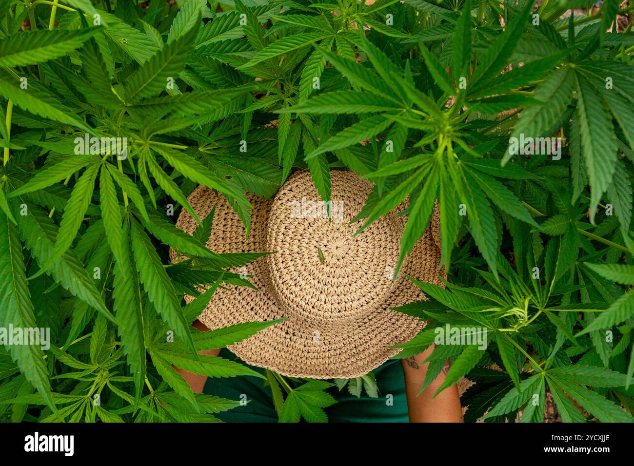 Amidst lush cannabis plants hi-res stock photography and images - Alamy