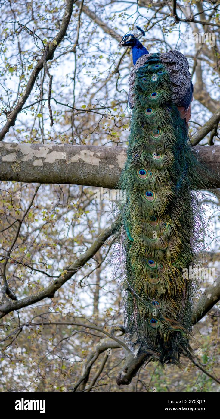 Eye catching tail feathers hi-res stock photography and images - Alamy