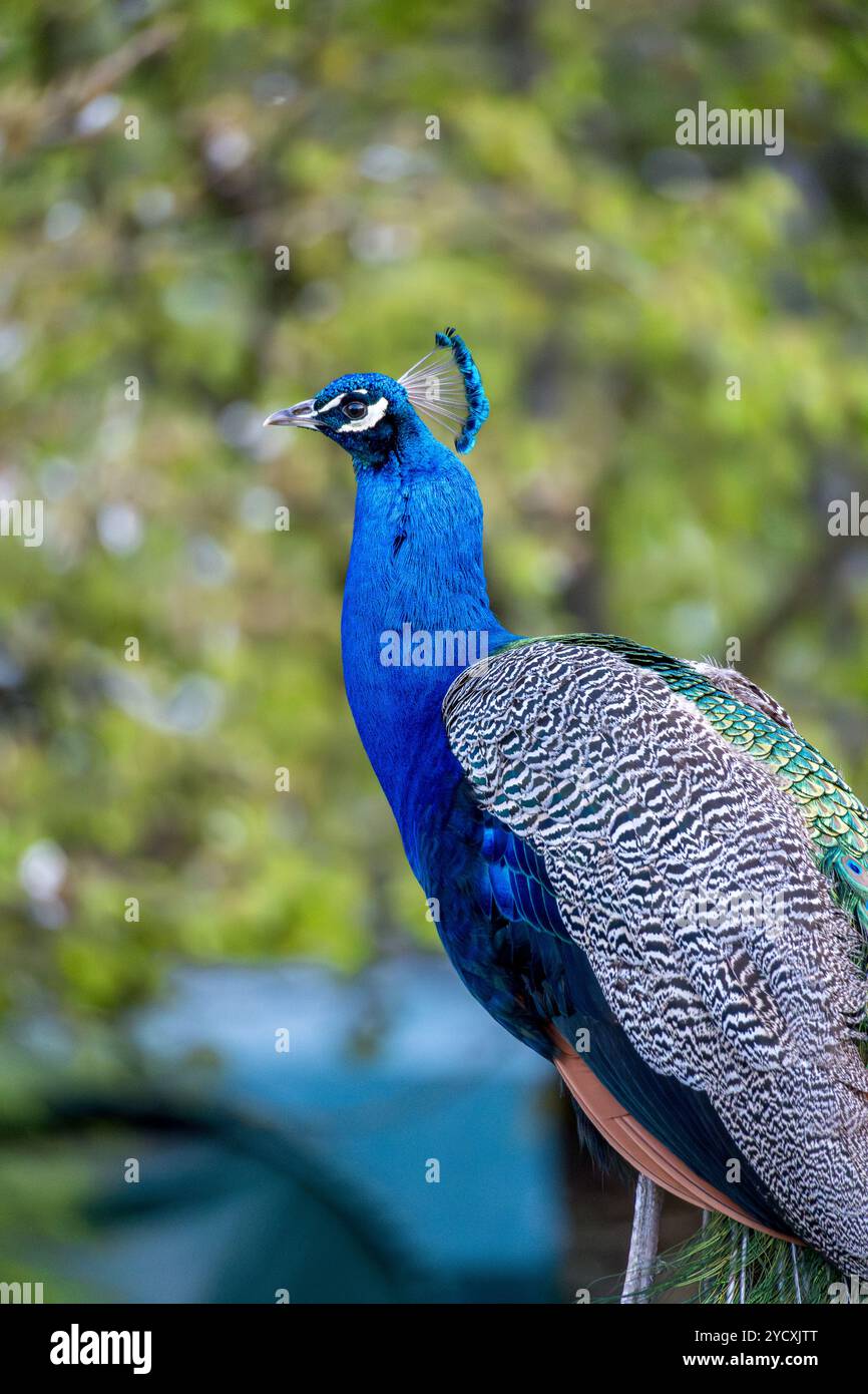 A majestic blue peacock displays its striking colors and detailed ...