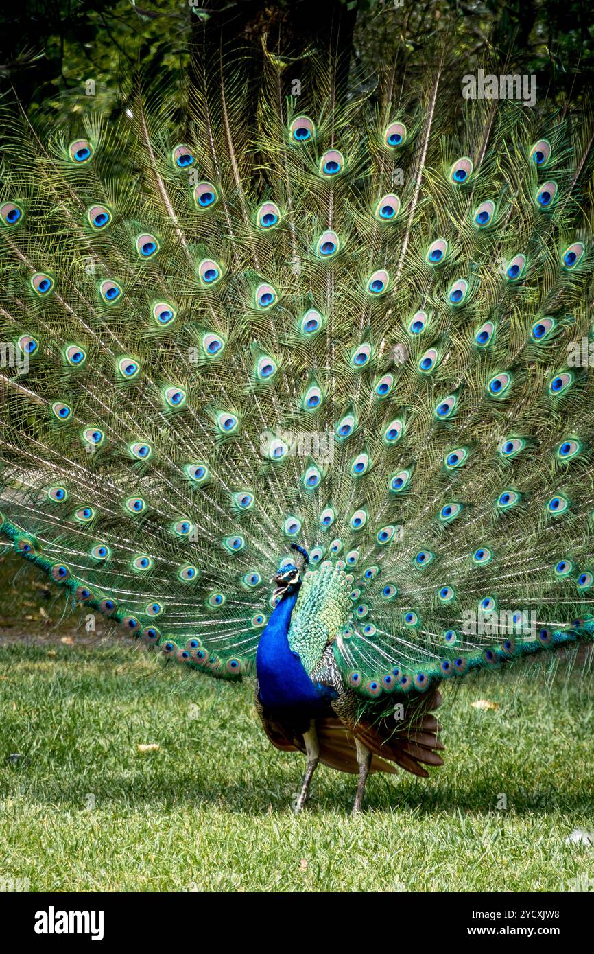 Tail showcases hi-res stock photography and images - Alamy