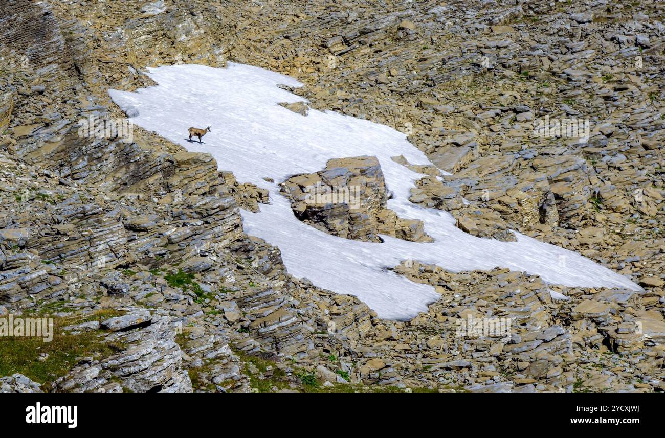 A solitary Alpine ibex is captured in its natural habitat, expertly ...