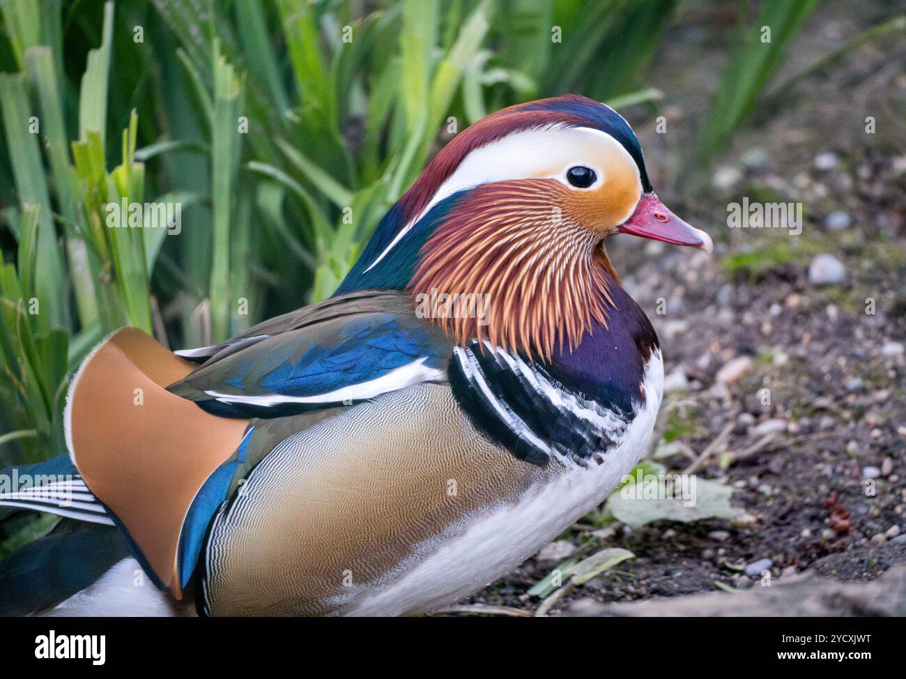 A vividly colored mandarin duck or Aix galericulata stands out with its ...