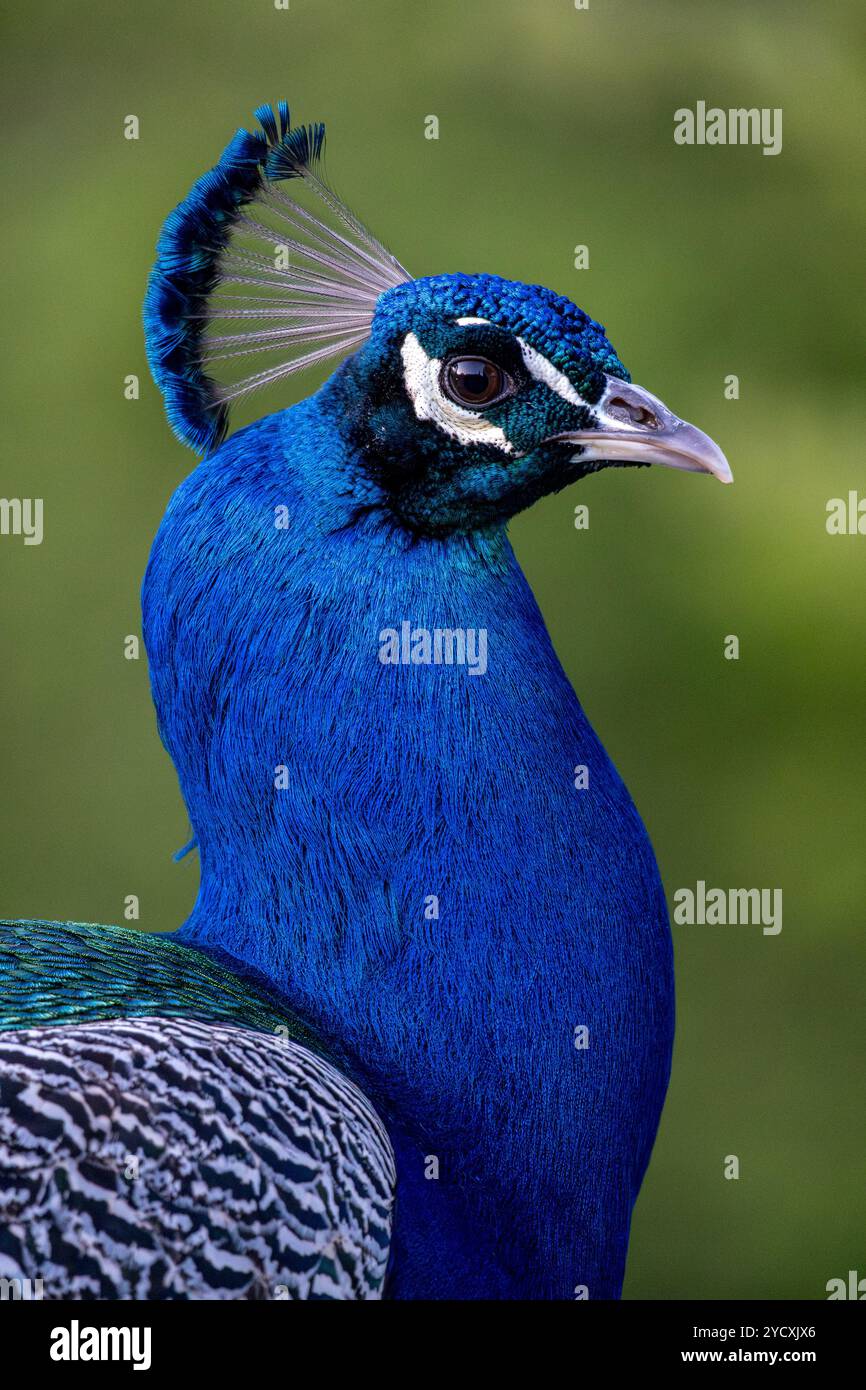 Birds intricate feather patterns display hi-res stock photography and ...