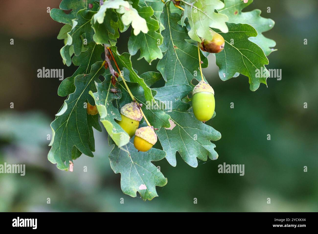 Gewitter sammeln hi-res stock photography and images - Alamy