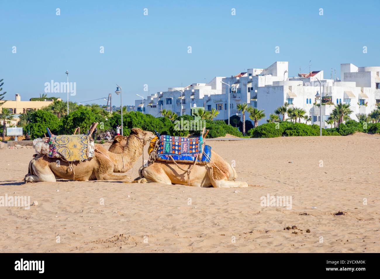 Yellow camels hi-res stock photography and images - Alamy