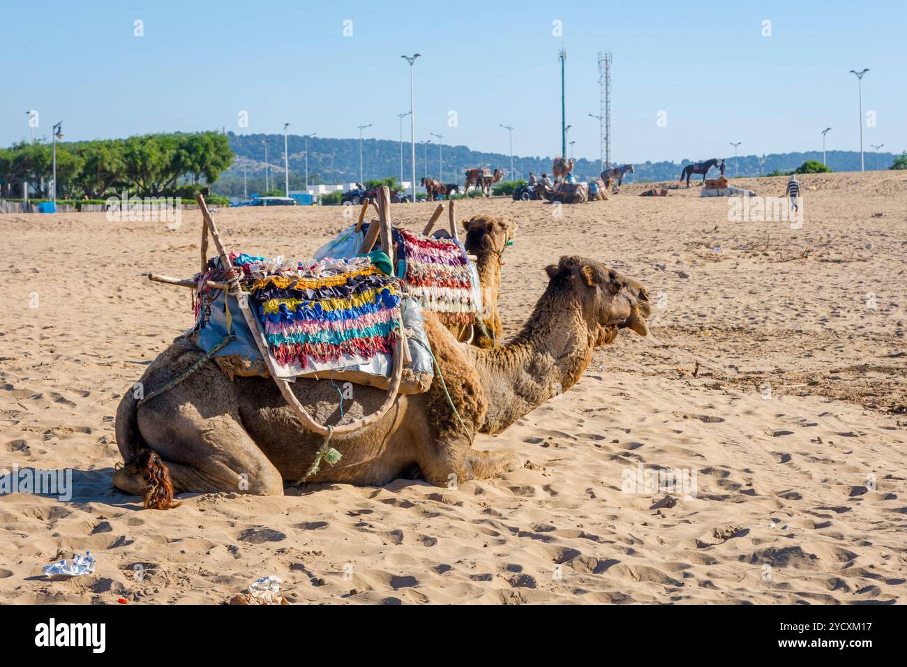 Berber camels hi-res stock photography and images - Alamy