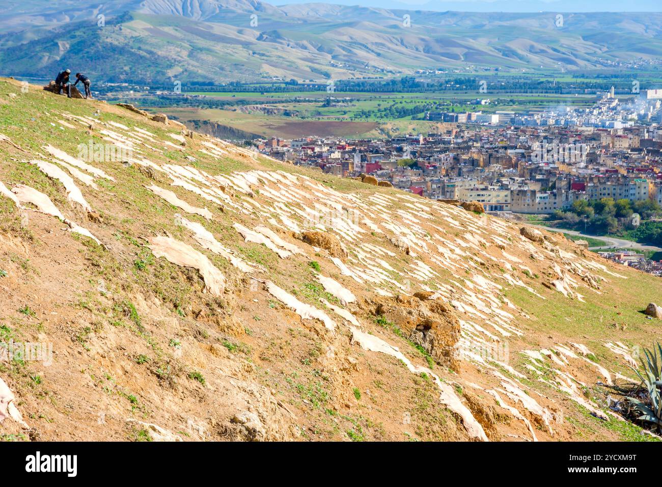 Animal skin drying on the sun, Fez Stock Photo - Alamy