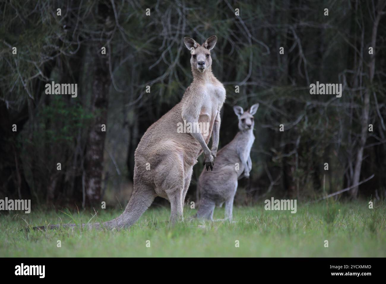Eastern Grey Kangaroos in bushland Stock Photo - Alamy