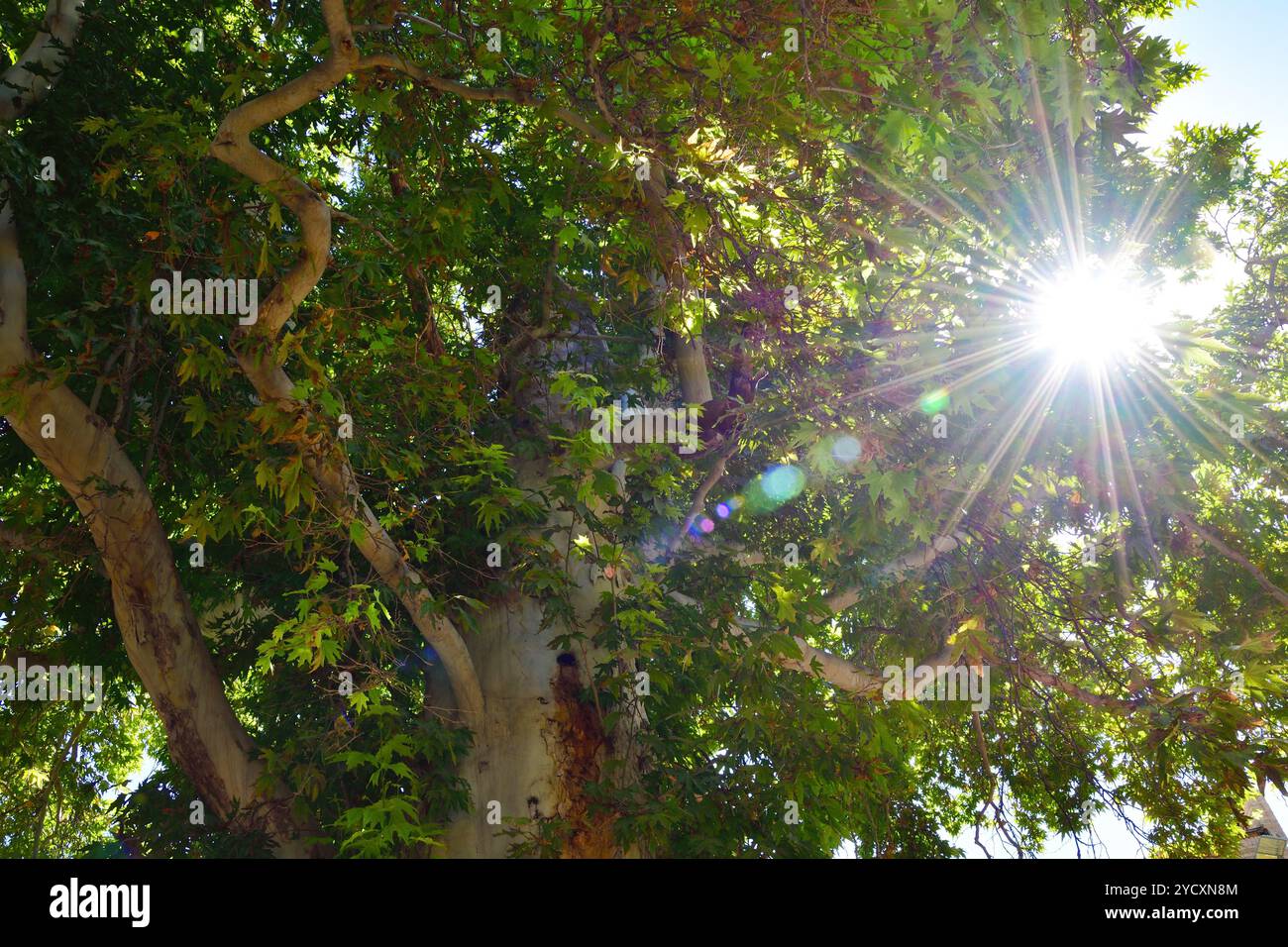 Chinar tree hi-res stock photography and images - Alamy