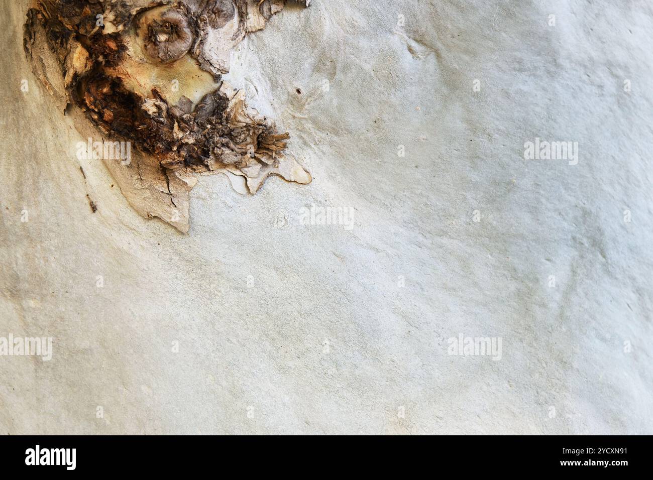 Natural background. Tree trunk of 600 year old chinar or platanus ...