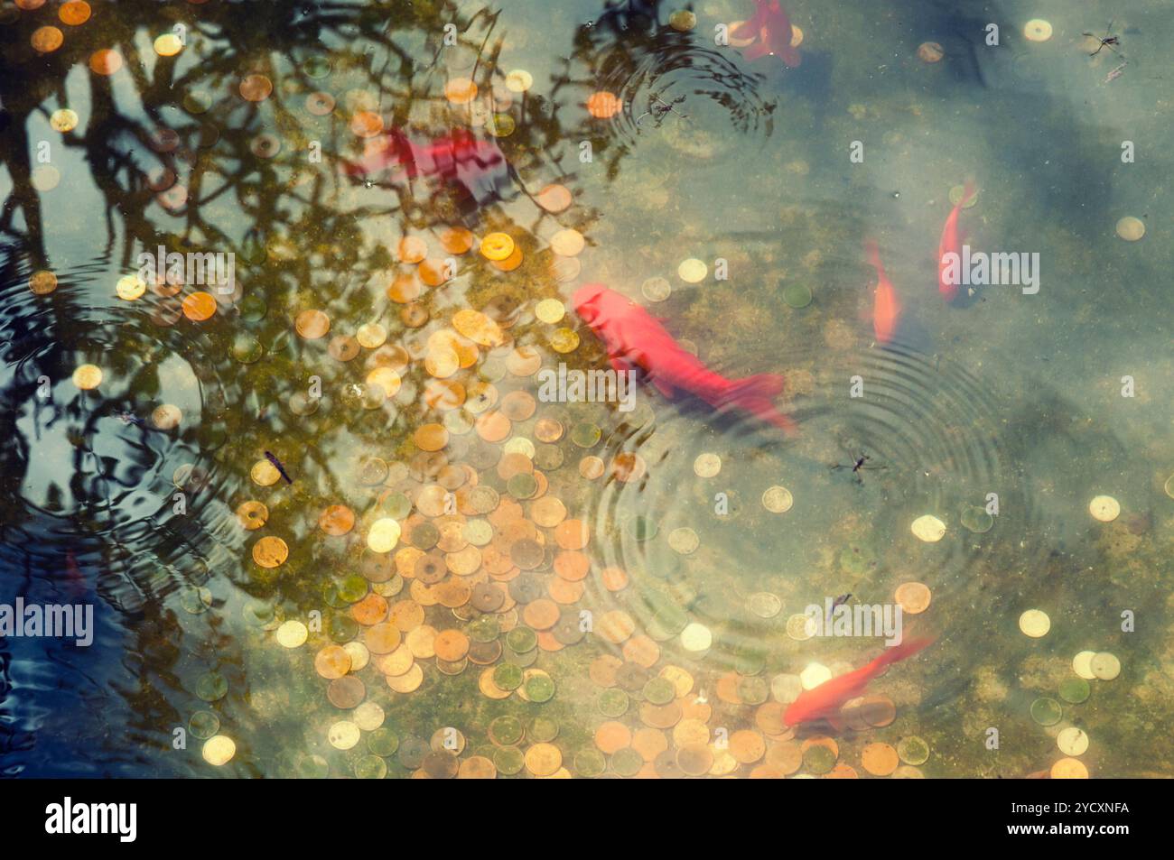 Japanese pond with coins Stock Photo - Alamy