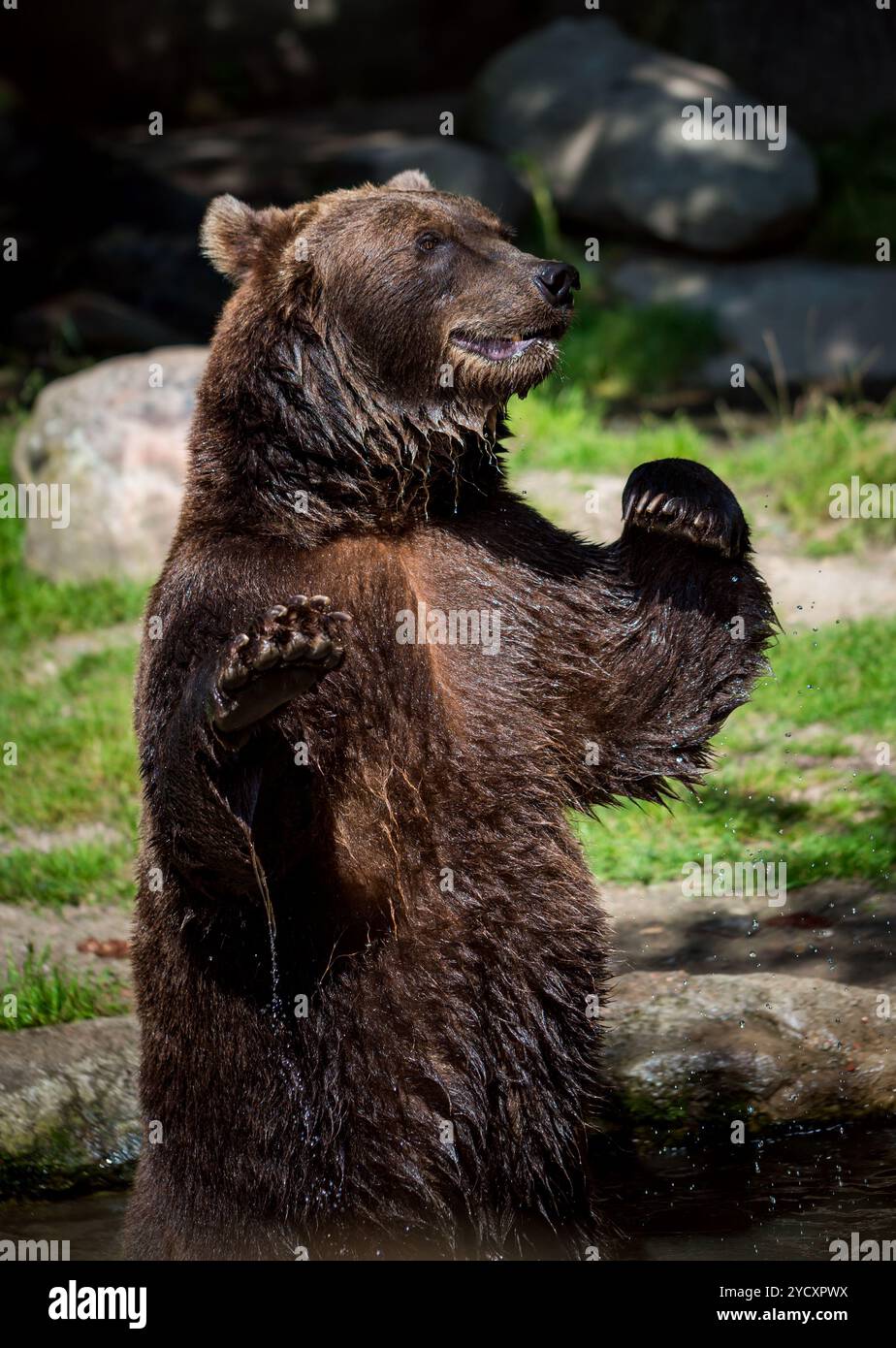 Ursus arctos european cute hi-res stock photography and images - Alamy