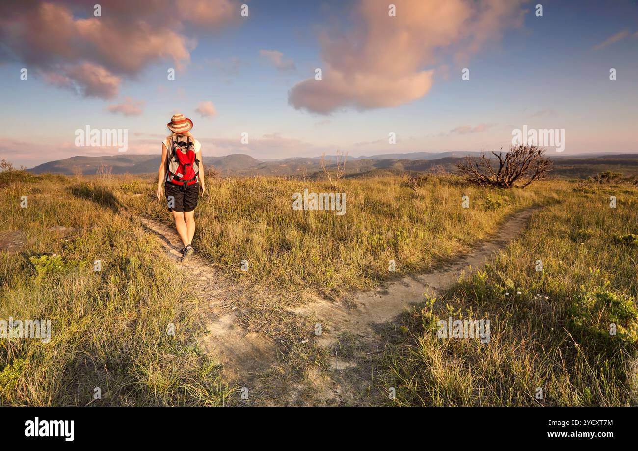 Female bushwalker hiking in the Blue Mountains Stock Photo - Alamy