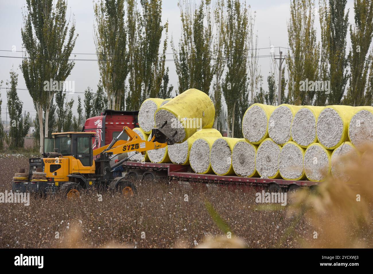 (241024) -- AKSU, Oct. 24, 2024 (Xinhua) -- A loader lifts a bundle of ...