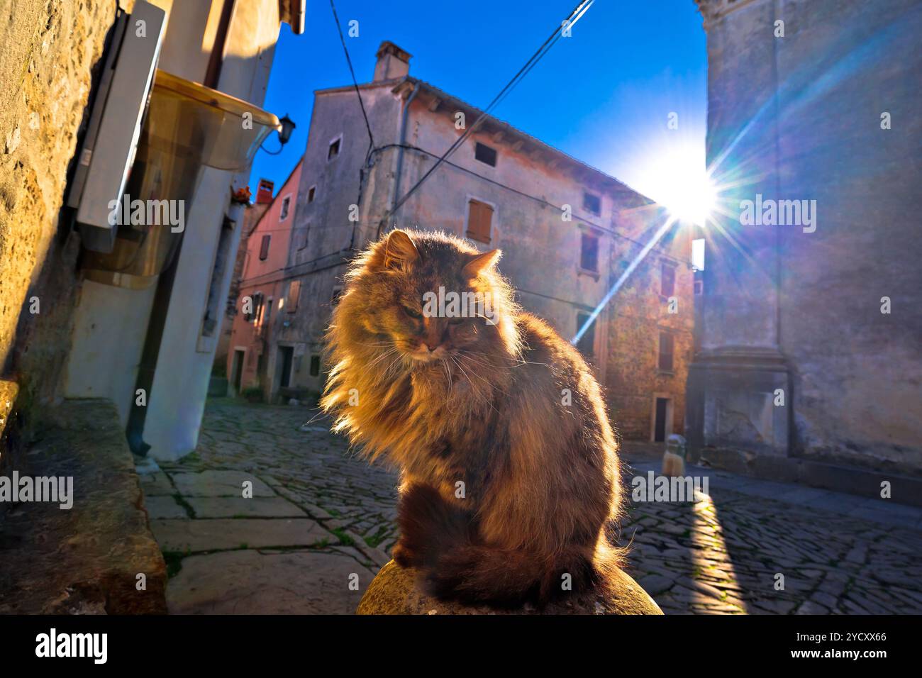 Cat on sun rays on street of Groznjan village Stock Photo - Alamy