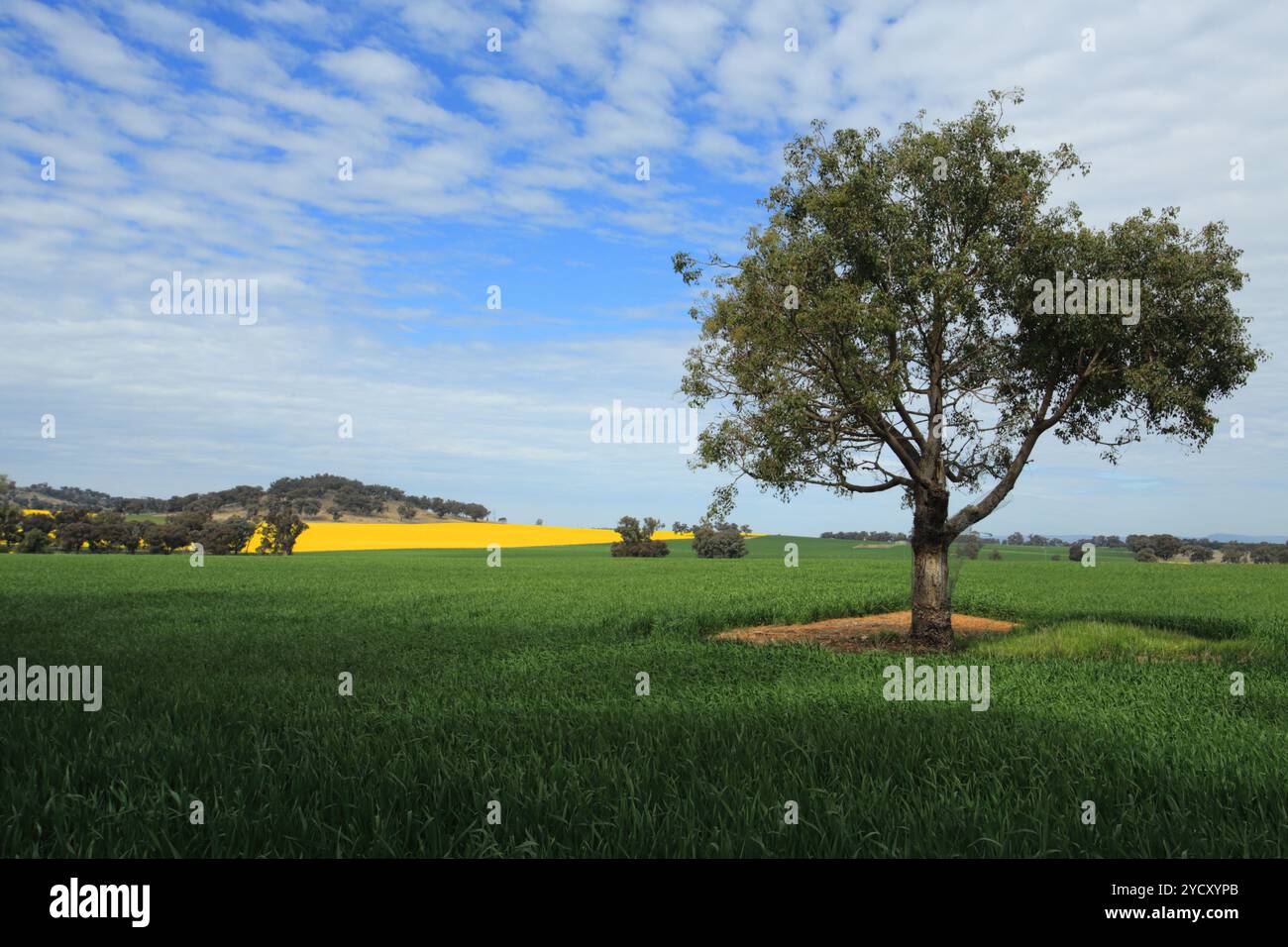Harvest Fields in Central West NSW Stock Photo - Alamy
