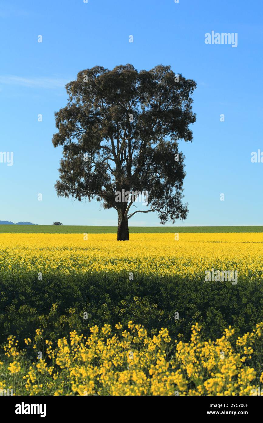 Field canola growing in hi-res stock photography and images - Alamy