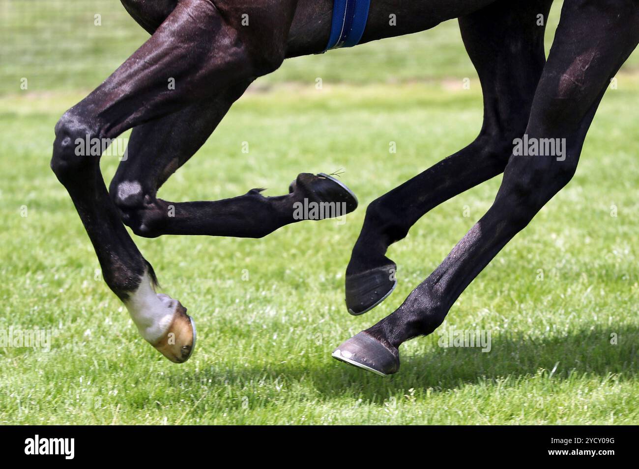 Close up horse hooves galloping hi-res stock photography and images - Alamy