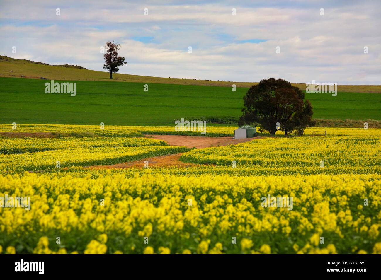 Canola australia hi-res stock photography and images - Alamy