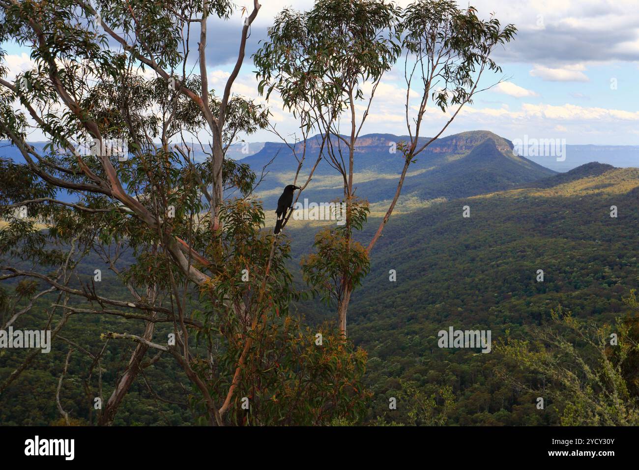 Australia blue gum forest hi-res stock photography and images - Alamy
