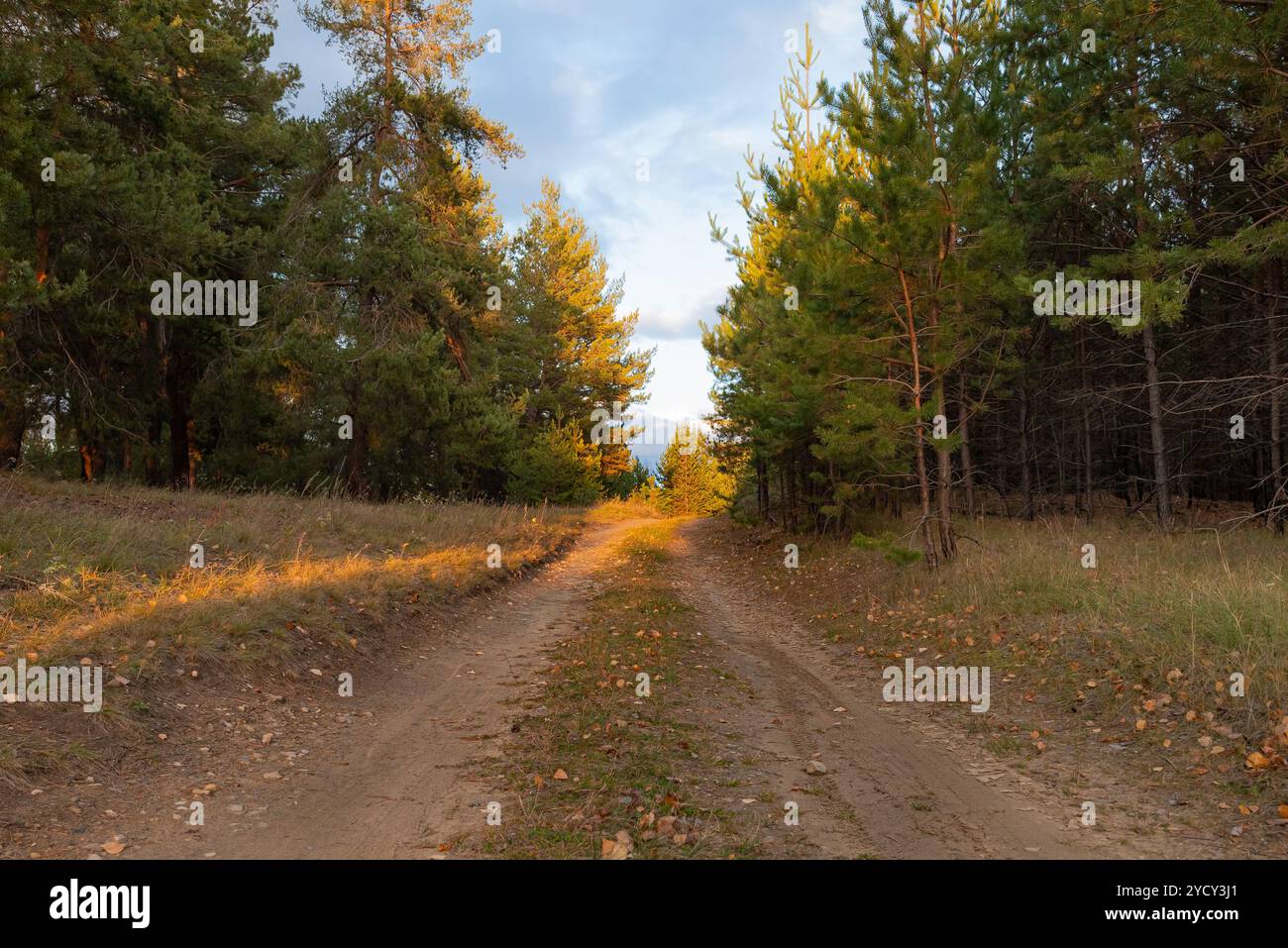 Two tall spruce trees hi-res stock photography and images - Alamy