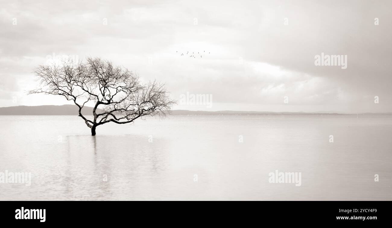 One mangrove tree in hi-res stock photography and images - Alamy