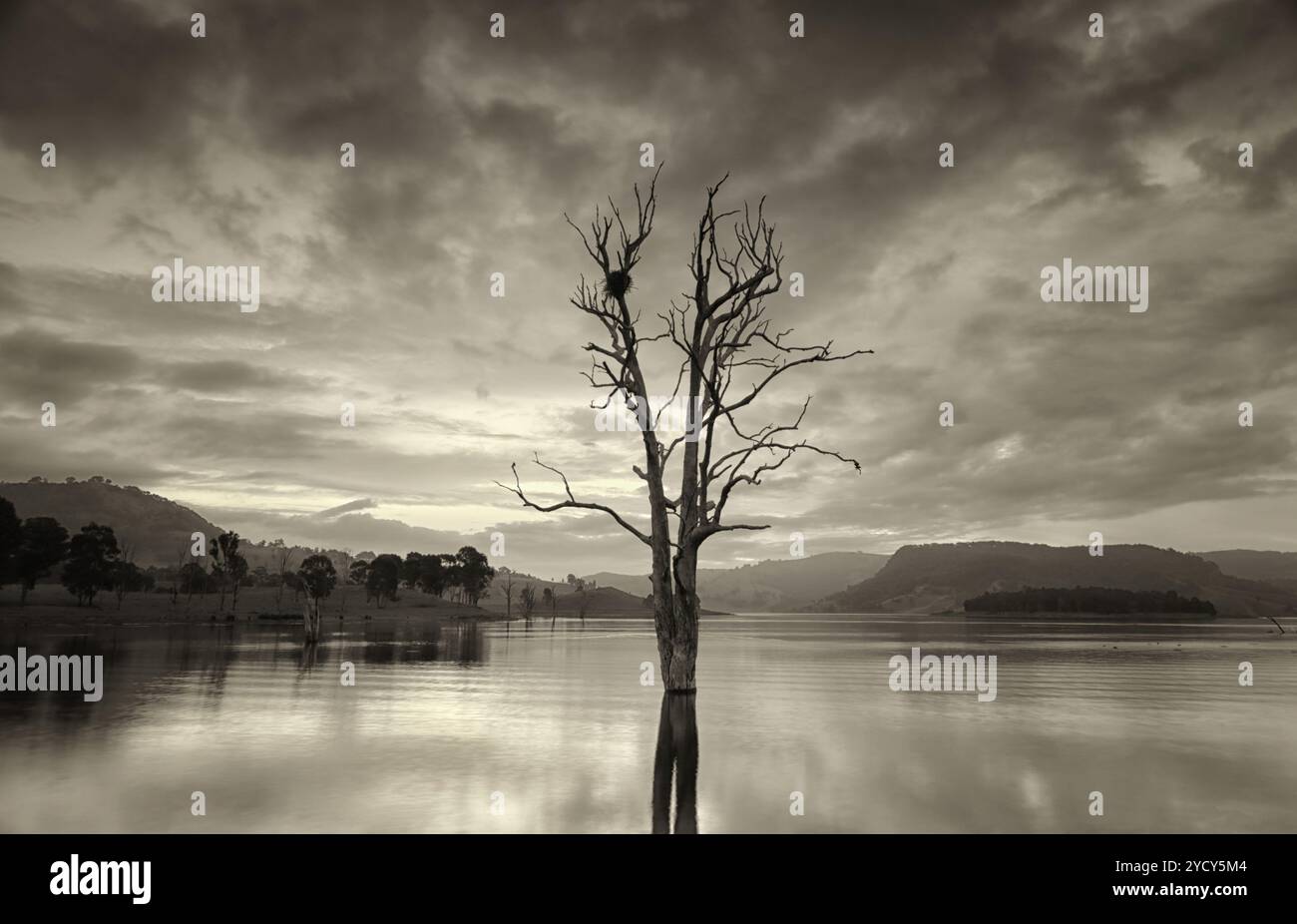 Large leafless tree in lake with birds nest Stock Photo - Alamy