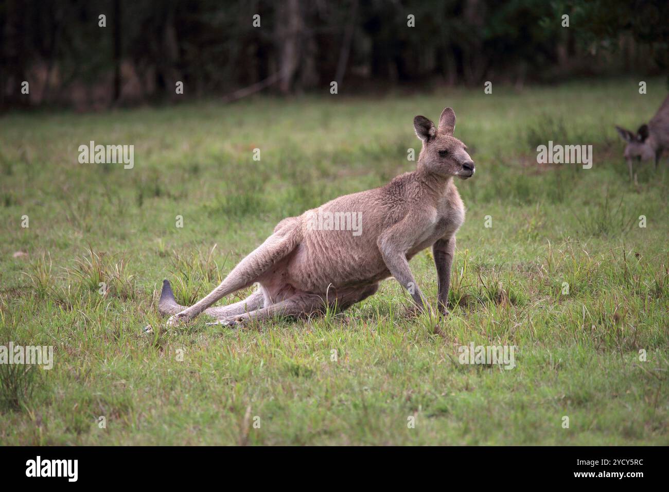 Eastern Grey kangaroo Stock Photo - Alamy