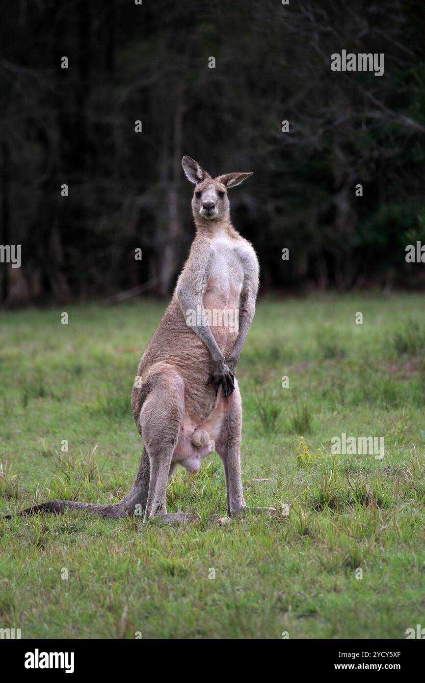 Male Eastern Grey Kangaroo standing on hind legs Stock Photo - Alamy