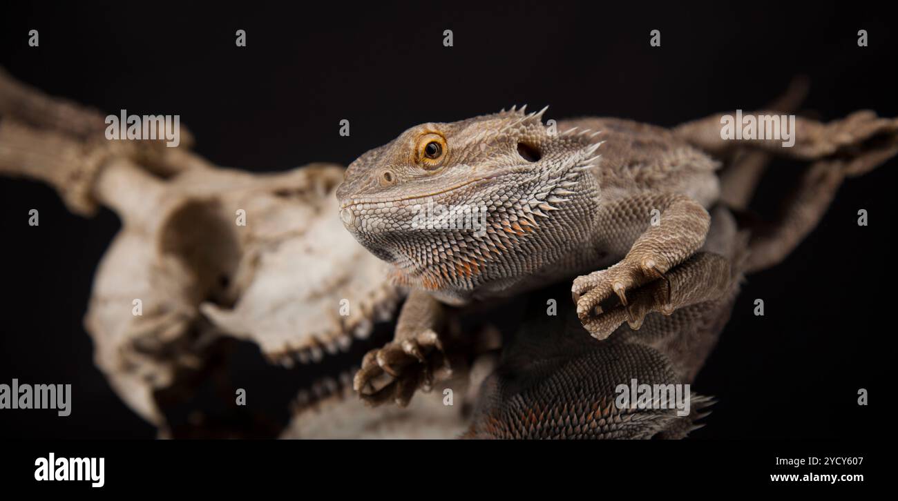 Reptilian skull hi-res stock photography and images - Alamy