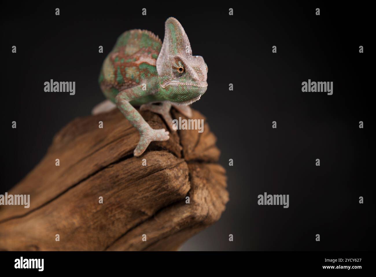 Green chameleon on the root, lizard, black background Stock Photo - Alamy