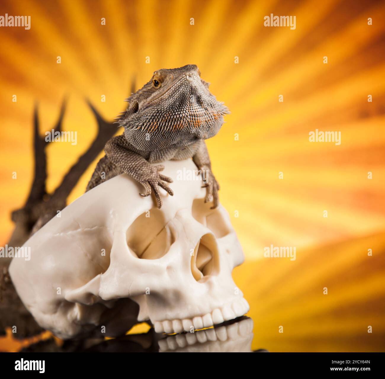 Lizard, human skull on black mirror background Stock Photo - Alamy