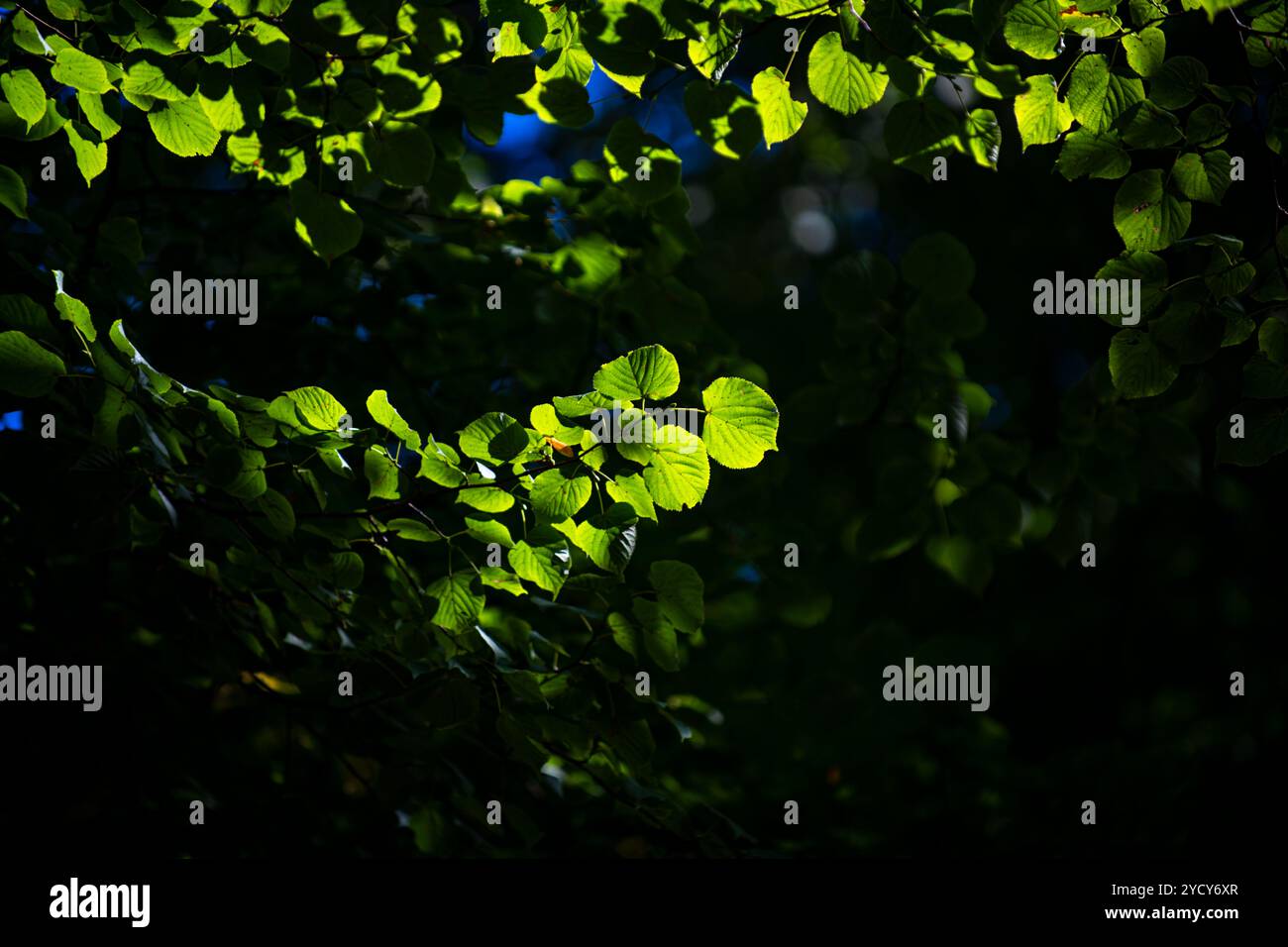 Spring green leaf background. Green leaf forest greenery background ...