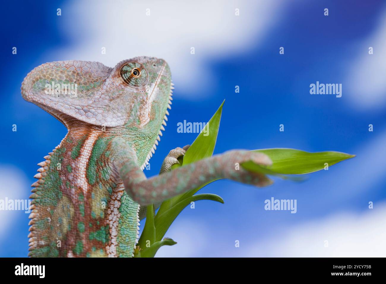 Sky background, reptile, Chameleon lizard Stock Photo - Alamy