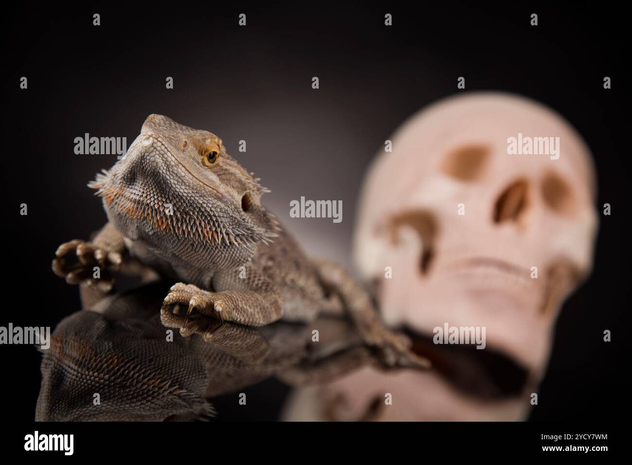 Human skull,Agama bearded, lizard background Stock Photo - Alamy