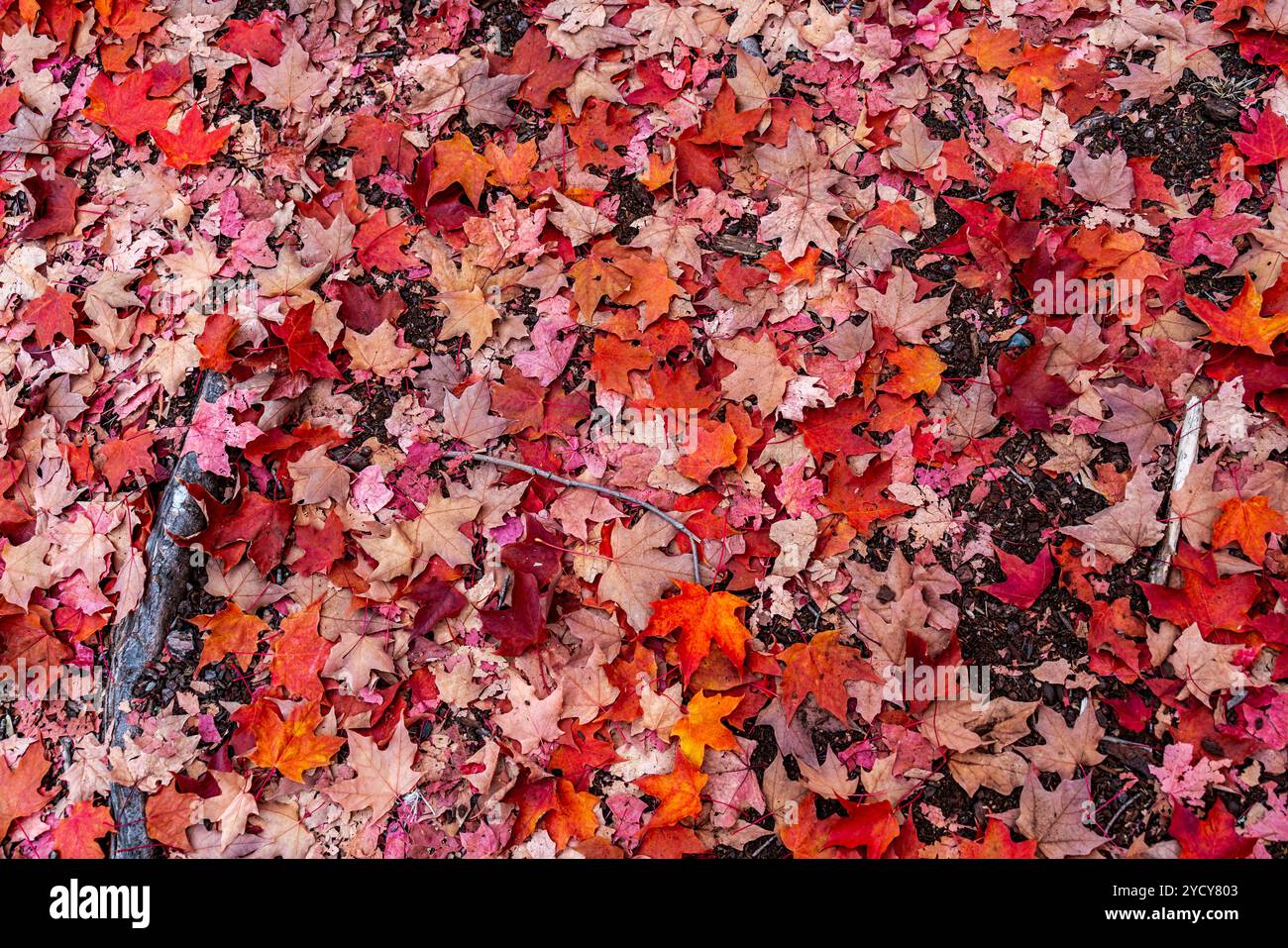 A background image of brilliant orange autumn leaves in Washington ...
