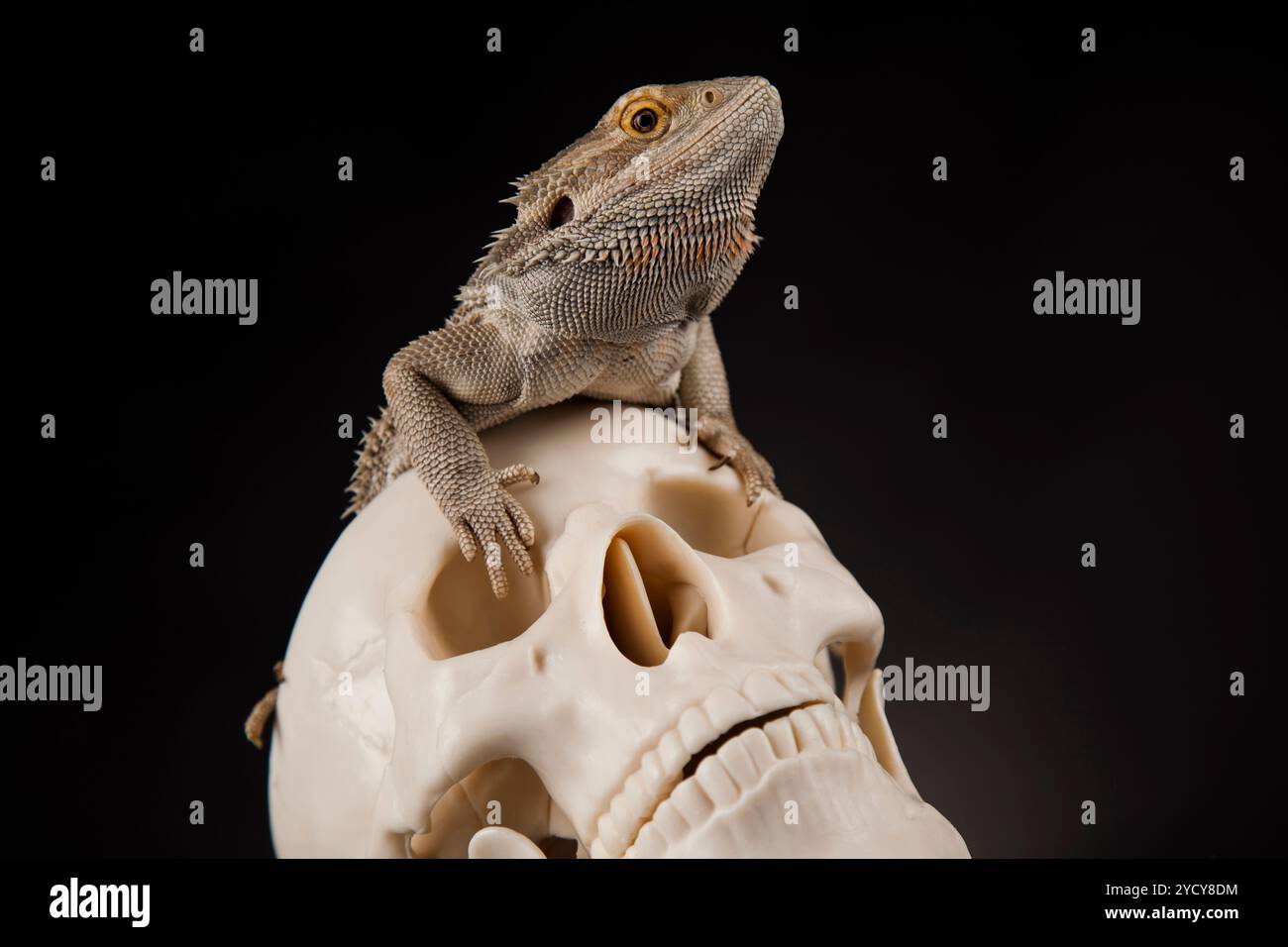 Lizard, human skull on black mirror background Stock Photo - Alamy