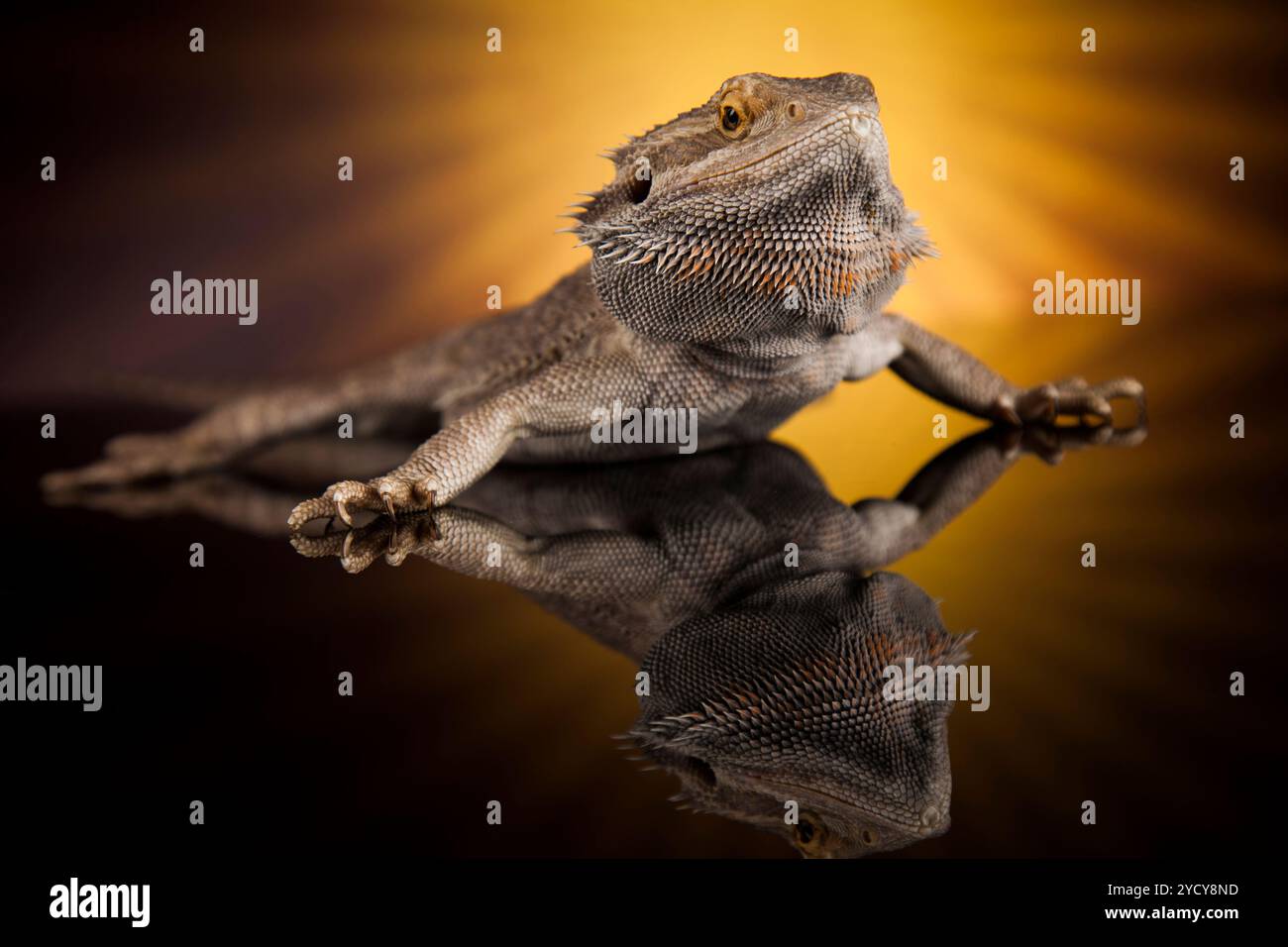 Dragon sun creature hi-res stock photography and images - Alamy