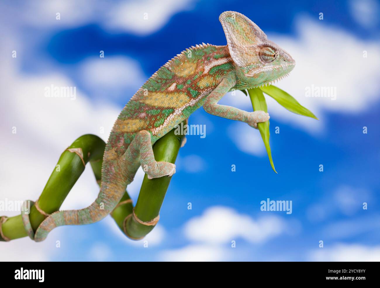 Sky background, reptile, Chameleon lizard Stock Photo - Alamy