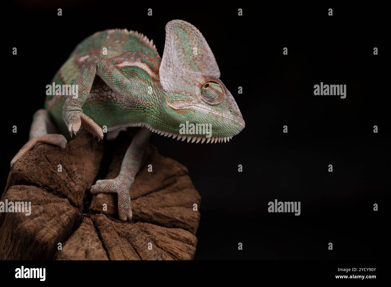 Green chameleon on the root, lizard, black background Stock Photo - Alamy