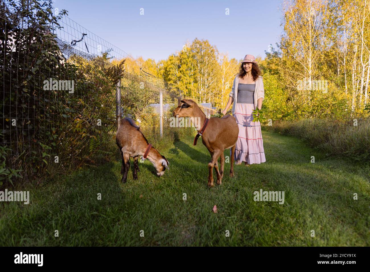 Farmer and Nubian goats on an organic farm, embracing nature and ...