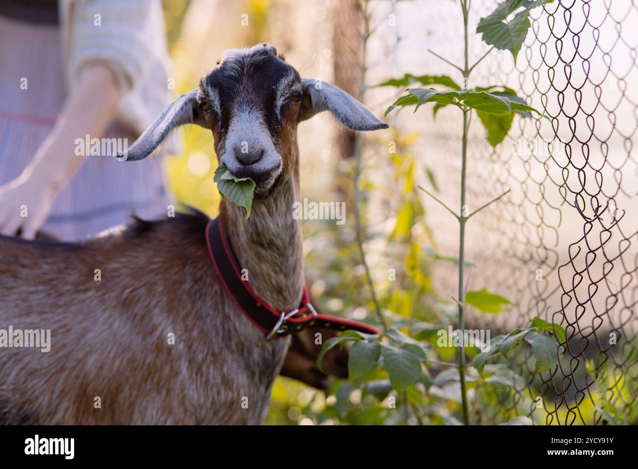 Farmer and Nubian goats on an organic farm, embracing nature and ...
