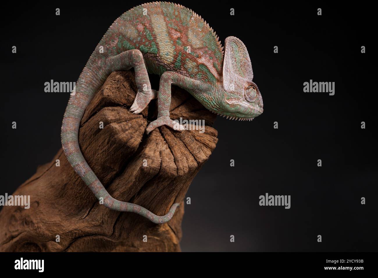 Green chameleon on the root, lizard, black background Stock Photo - Alamy