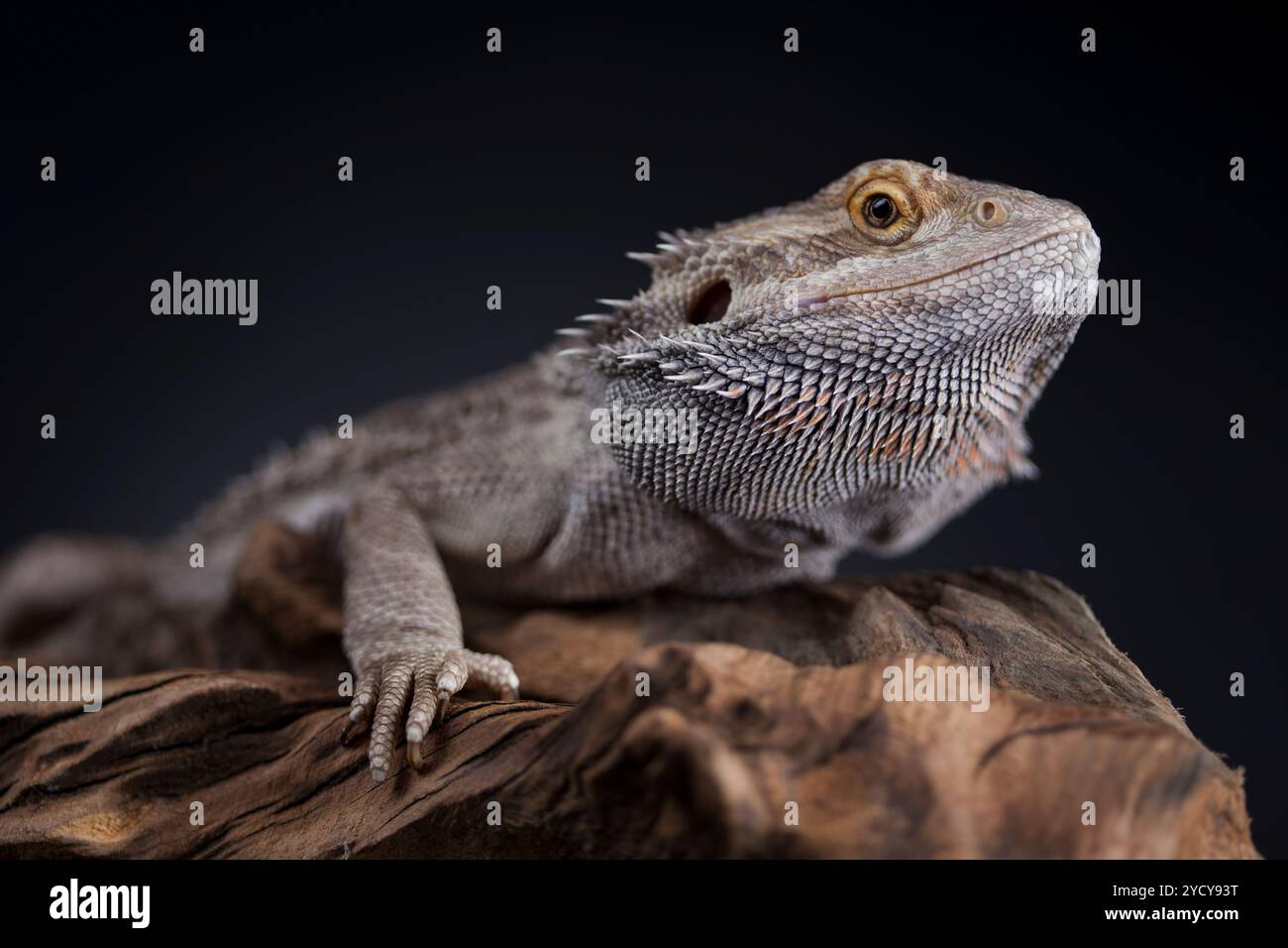 Dragon, Agama Lizard on black mirror background Stock Photo - Alamy