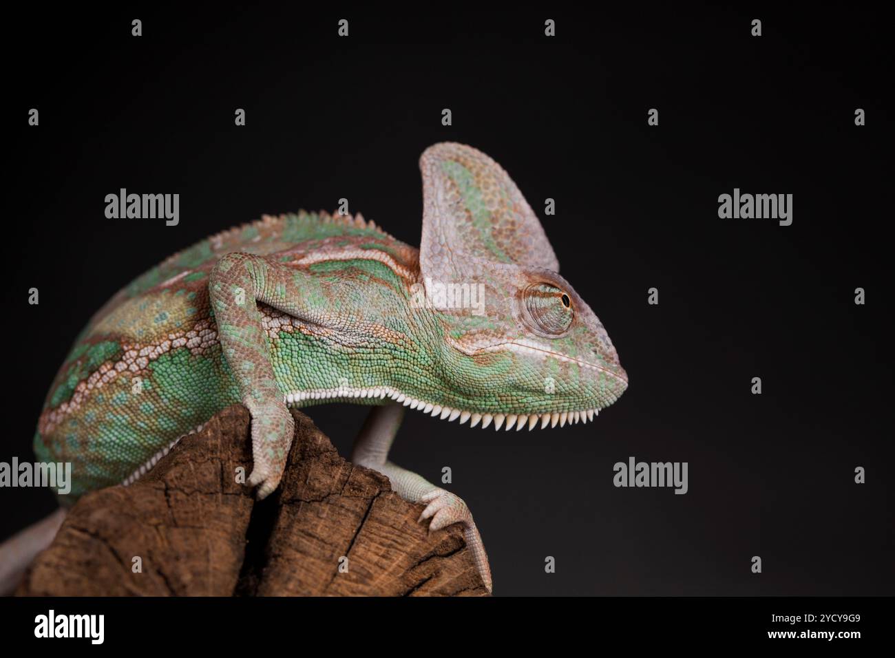 Root, Green chameleon, lizard background Stock Photo - Alamy
